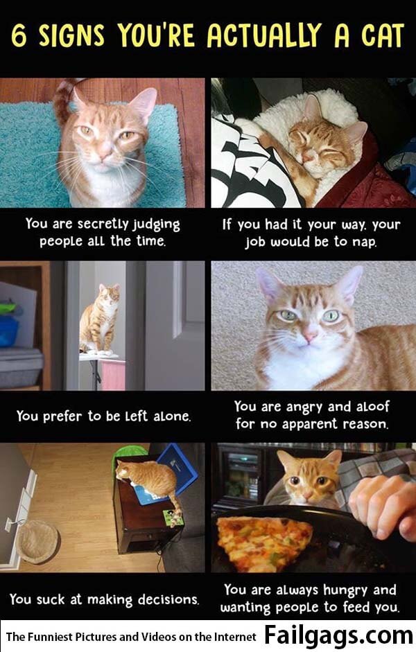 6 Signs You Are Actually A Cat